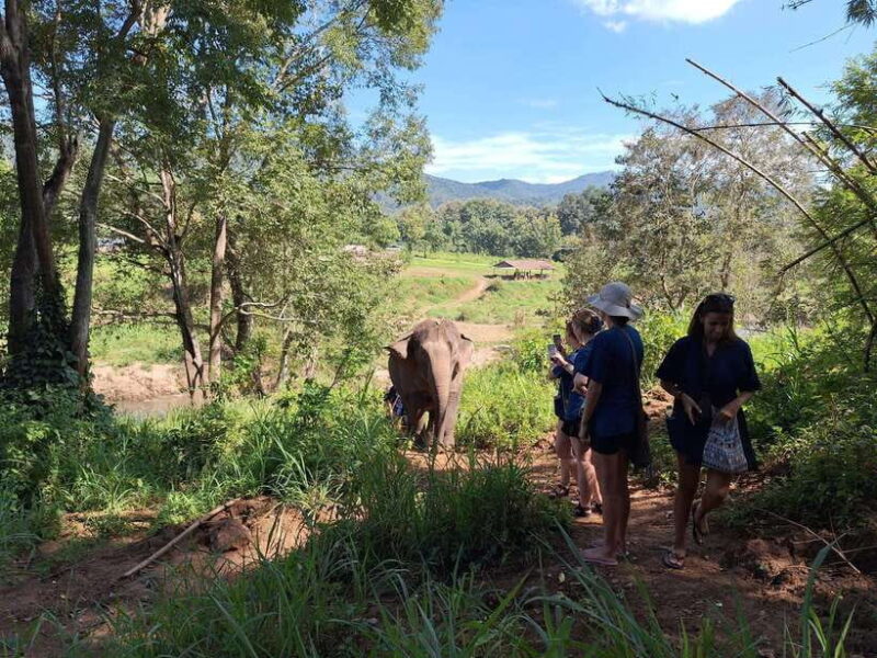 From Chiang Mai: Living Green Elephant Sanctuary Tour - Final Thoughts