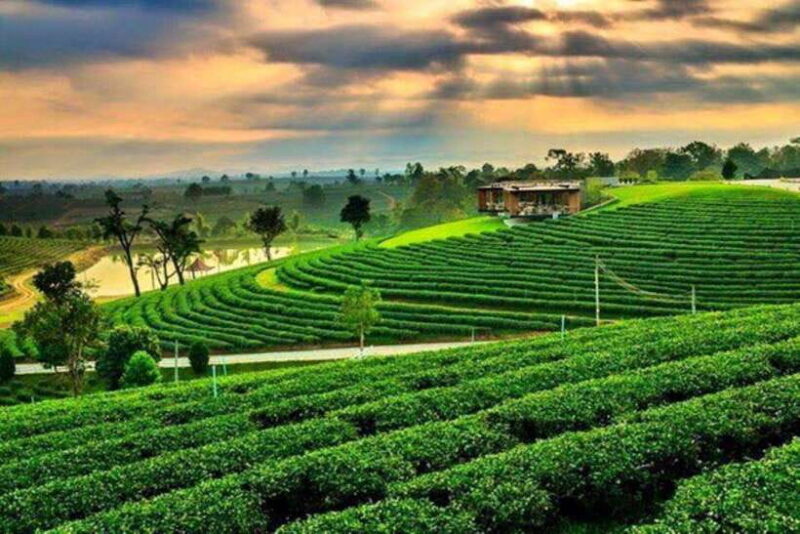 From Chiang Rai 3 Temples & Golden Triangle &Tea Plantation - Key Points