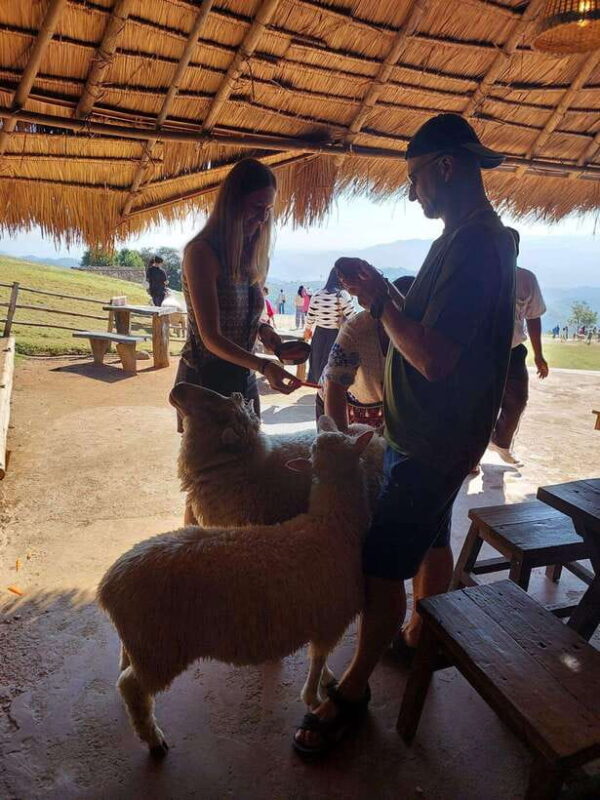 From Chiang Rai: Doi Chang Coffee Route & Temple Treasures - Final Thoughts: Is This Tour Worth It?