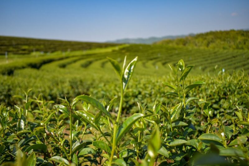 From Chiang Rai: Famous Temples and Golden Triangle Day Tour - Detailed Breakdown of the Itinerary