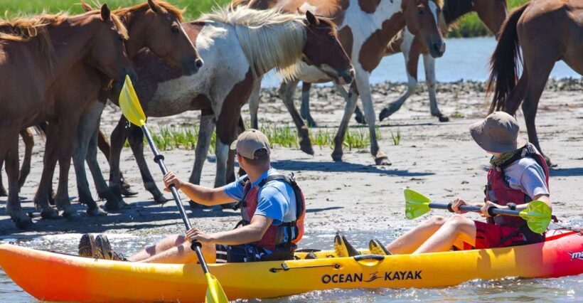 From Chincoteague: Guided Kayak Tour to Assateague Island - An In-Depth Look at the Kayak Tour Experience