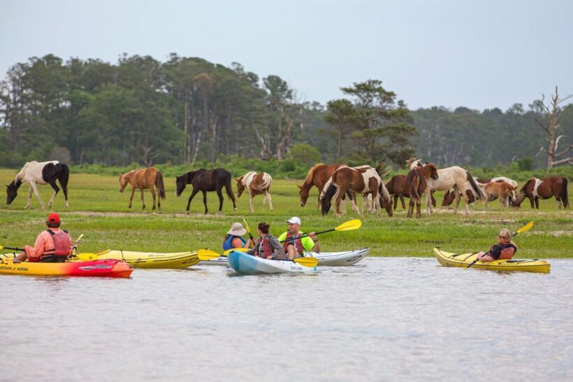 From Chincoteague: Guided Kayak Tour to Assateague Island - FAQ about the Guided Kayak Tour to Assateague Island