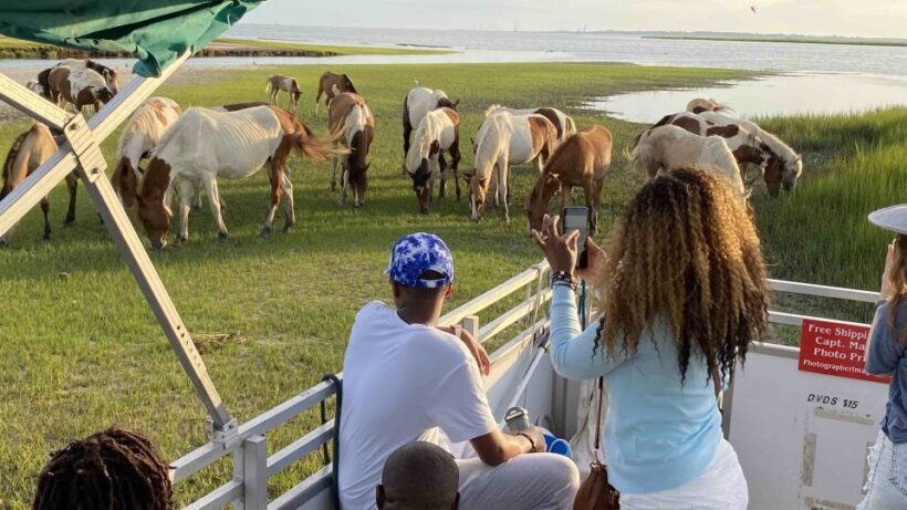 From Chincoteague Island: Assateague Island Boat Tour - FAQs