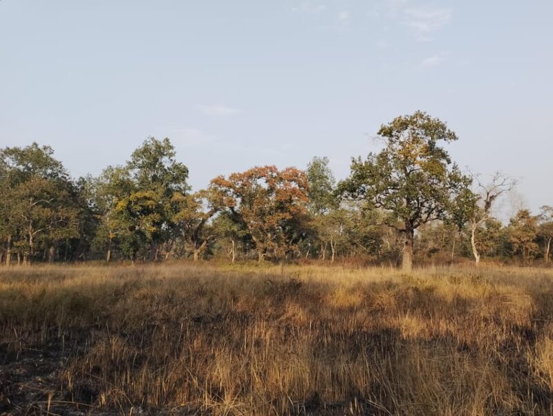 From Chitwan: Day Tour Jeep Safari+Canoeing+Jungle walk - What’s Included and What You Should Know