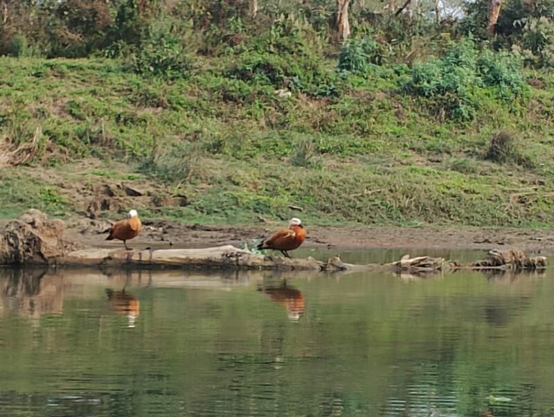 From Chitwan: Day Tour Jeep Safari+Canoeing+Jungle walk - Authentic Experiences and the Role of Guides