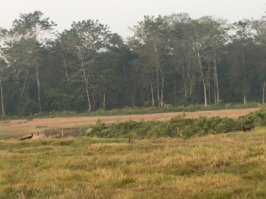 From Chitwan: Full Day Jeep Safari in Chitwan National Park - What’s Included and Practical Tips