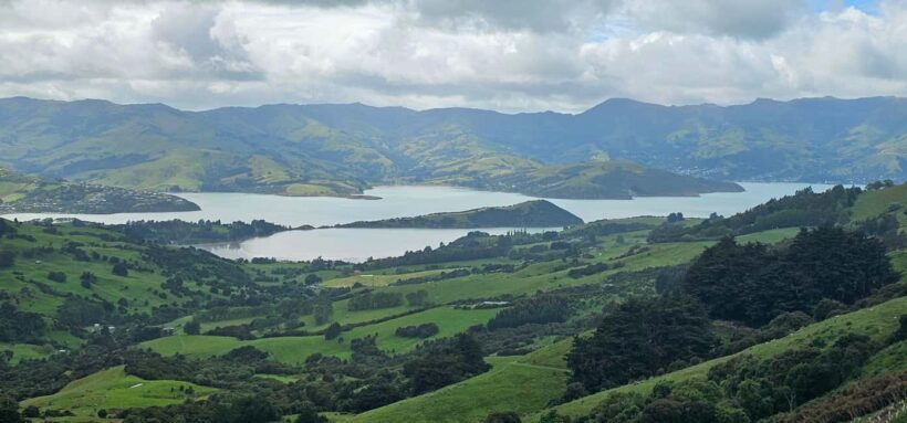 From Christchurch: Akaroa Day Tour with Optional Cruise - Authentic Experiences and What Travelers Say