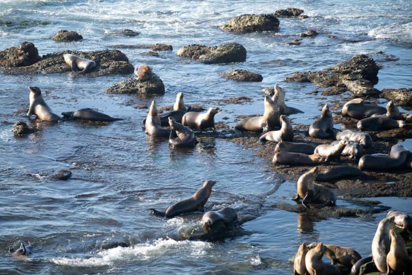 From Christchurch: Kaikura Day Tour With Dolphin Encounter - The Sum Up: A Good Day for Wildlife and Scenic Views