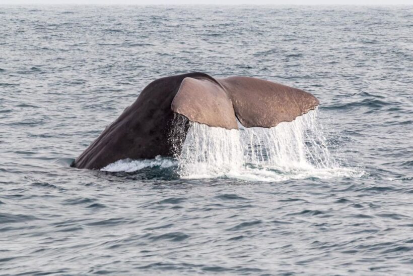 From Christchurch: Kaikura Day Tour With Whale Watching - Key Points