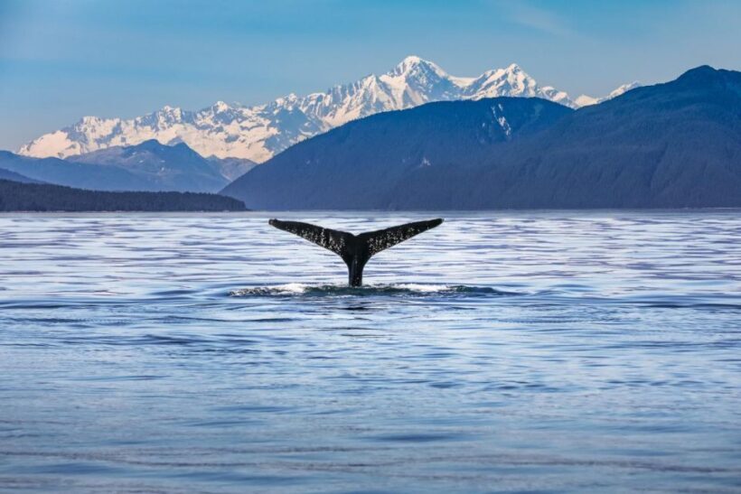 From Christchurch: Kaikura Day Tour With Whale Watching - An Introduction to Kaikoura and This Tour