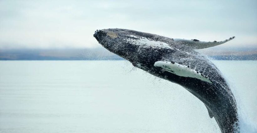 From Christchurch: Kaikura Day Tour With Whale Watching - The Transportation and Group Size