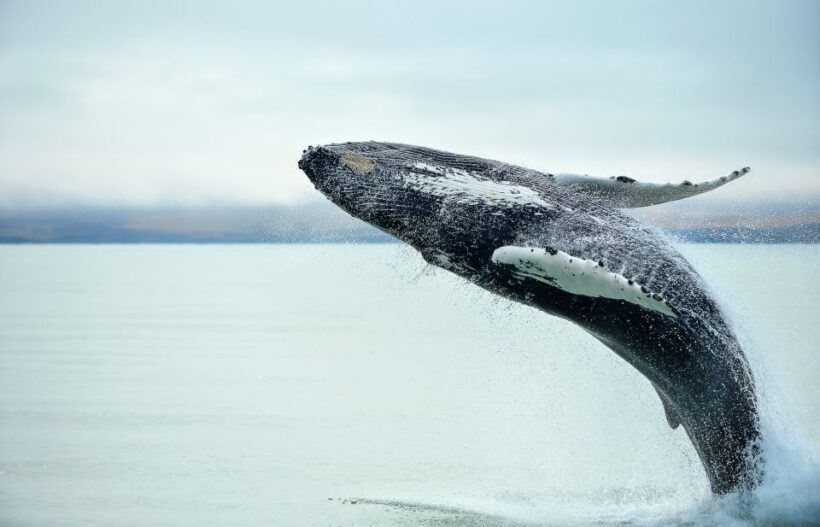 From Christchurch: Kaikura Day Tour With Whale Watching - The Sum Up