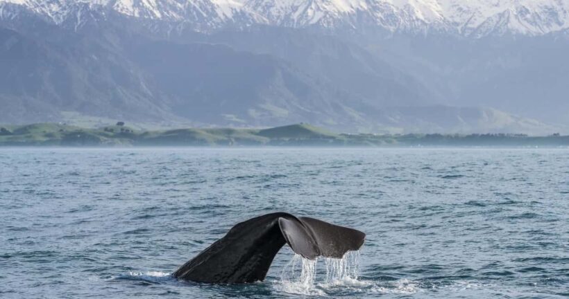 From Christchurch: Private Kaikoura Tour with Guide - Introducing the Private Kaikoura Tour with Guide