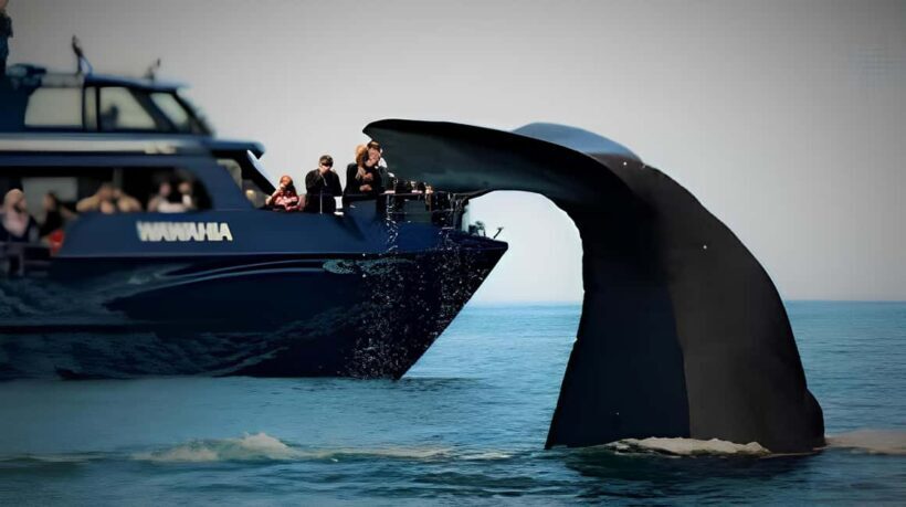 From Christchurch: Private Kaikoura Tour with Guide - The Ultimate Guide to the Private Kaikoura Tour