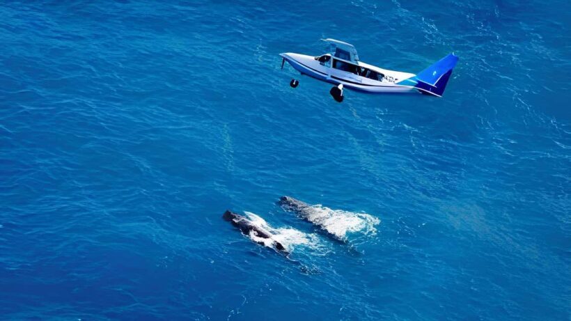 From Christchurch: Private Kaikoura Tour with Guide - The Sum Up: Who Is This Tour Best For?