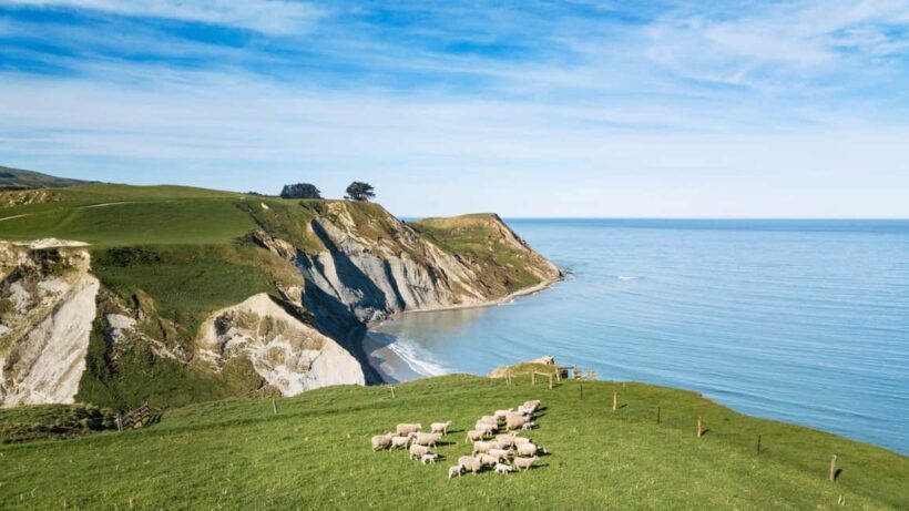 From Christchurch: Sheep Farm Day Trip with Lunch & Winery - Scenic Picnic and Views