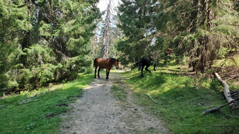 From Cluj-Napoca: Carpathian Mountains Guided Scenic Hike - FAQ
