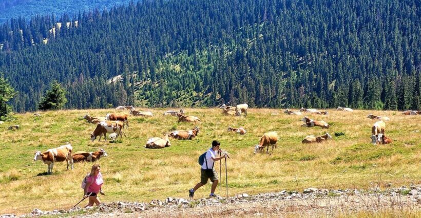 From Cluj-Napoca: Day Hike to Vldeasa Peak - An In-Depth Look: The Experience from Cluj-Napoca