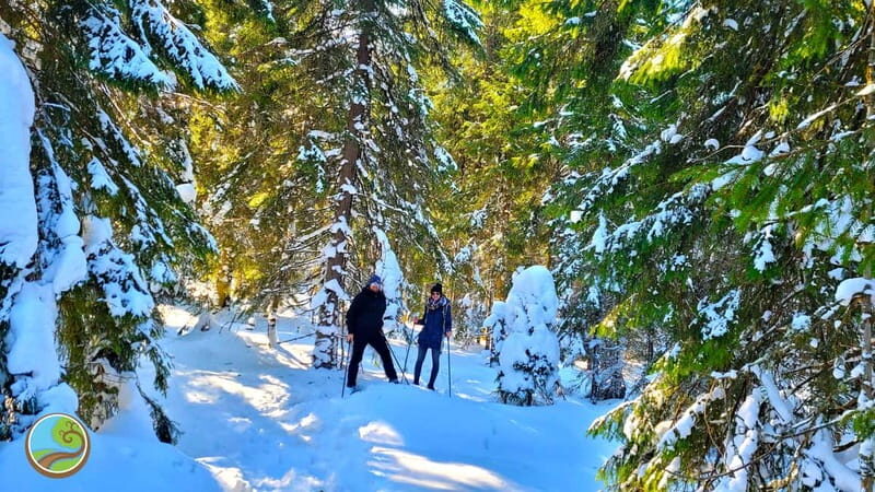 From Cluj: Winter Walking Trip on the Great Mountain - Setting the Scene: What the Tour Offers