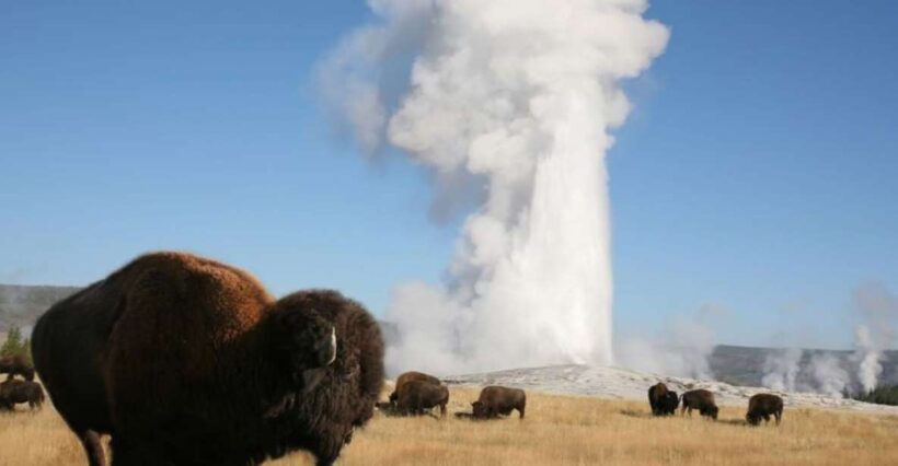From Cody: Full-Day Yellowstone National Park Tour - Introduction: Why This Tour Might Be Perfect for You
