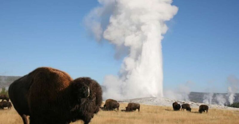 From Cody: Full-Day Yellowstone National Park Tour - Frequently Asked Questions