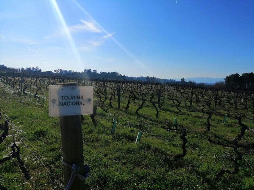 From Coimbra: Dão Wine Route Experience - The Experience’s Value