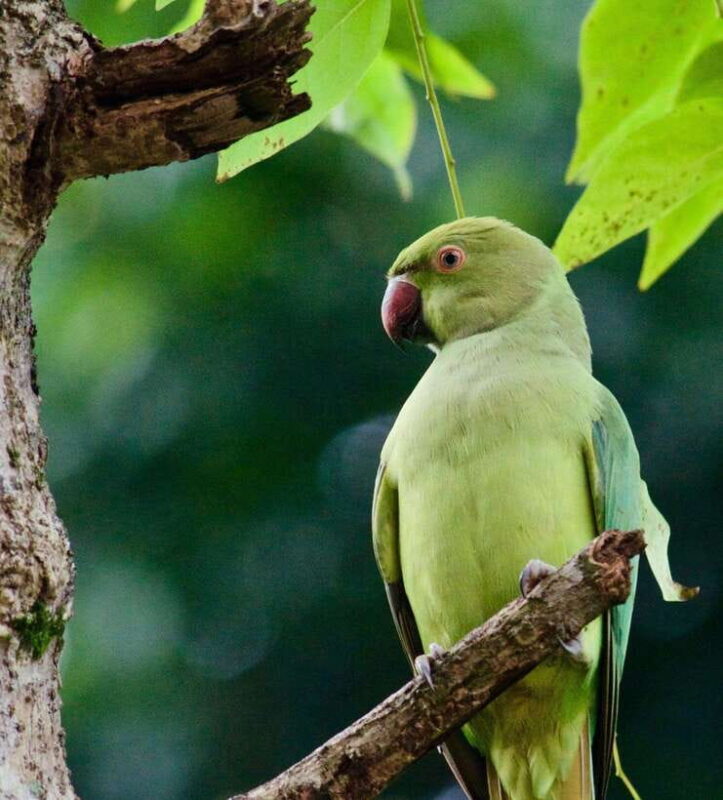 From Colombo: 2-Day Southern Coast Wildlife & Heritage Tour - Final Thoughts: Is It Worth It?