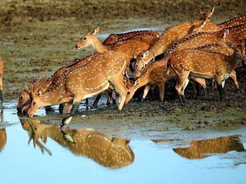 From Colombo: 2-Day Trip to Arugam Bay with Yala Safari - Key Points