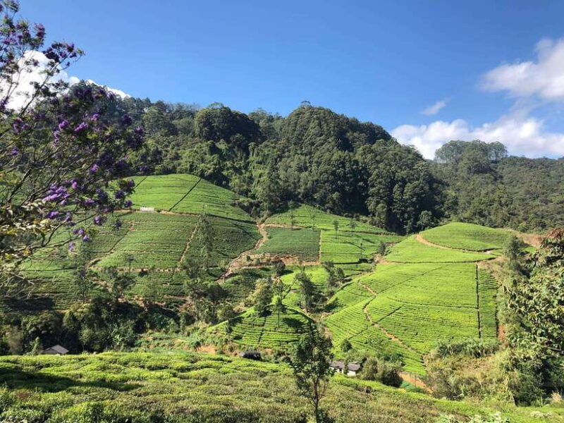 From Colombo: 5-Day Tour to Kandy, Sigiriya, and Nuwara - FAQ