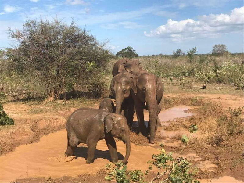 From Colombo: 8-Day Private Tour of Sri Lanka with Transport - Why This Tour Provides Great Value