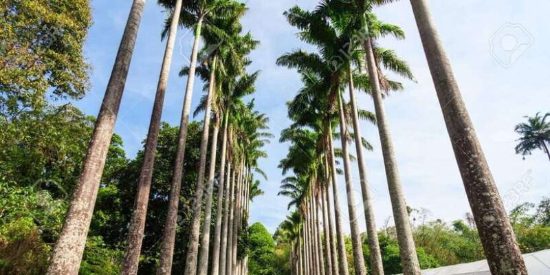 From Colombo : Day Trip to Kandy/ Pinnwala/ Royal Gardens - Key Points