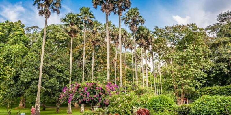 From Colombo : Day Trip to Kandy/ Pinnwala/ Royal Gardens - Authentic Experiences and Traveler Insights