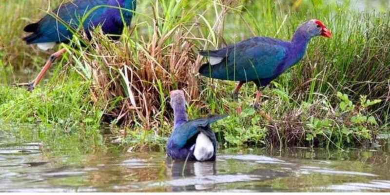 From Colombo: Dutch Canal Boat Adventure (Private) - Key Points