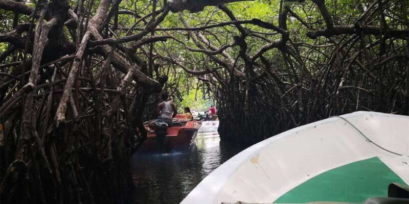 From Colombo: Handungoda, Galle, Ahangama, & Kosgoda Tour - Who Will Love This Tour?