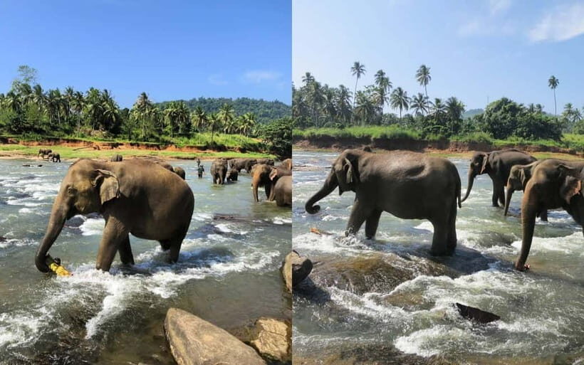 From Colombo: Highlights of Kandy, Elephant Orphanage Tour - Key Points