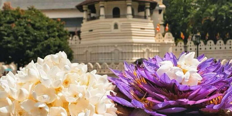 From Colombo: Highlights of Kandy, Elephant Orphanage Tour - Why This Tour Offers Good Value