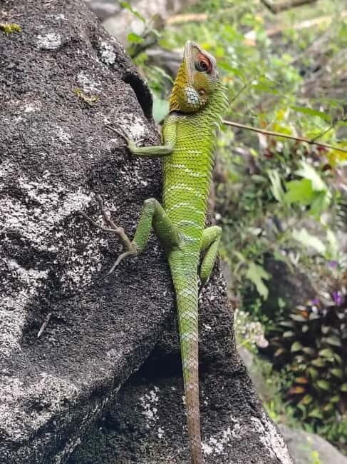 From Colombo/Kalutara: Full-Day Sinharaja Guided Eco Trek - What Is Sinharaja and Why Trek It?