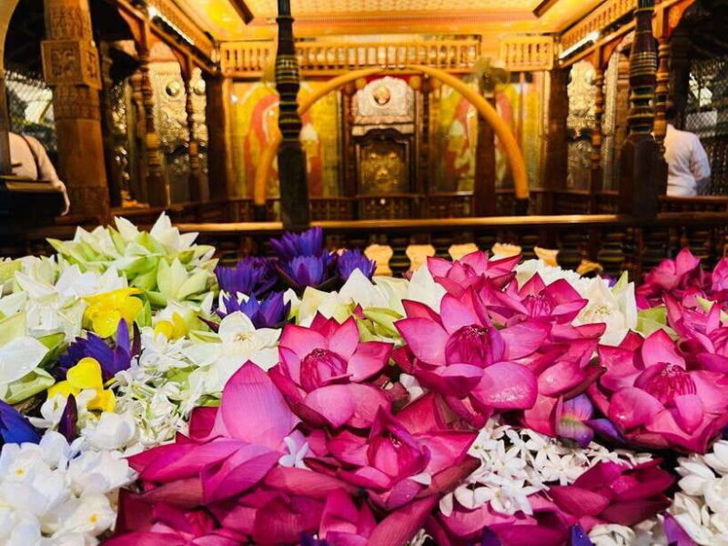 From Colombo: Kandy and Pinnawala Day Trip with tea factory - Who Will Love This Tour?