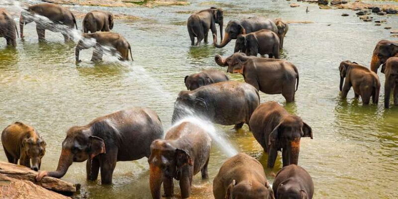 From Colombo: Kandy and Pinnawala Full-Day Trip - The Bottom Line: Is This Tour Worth It?