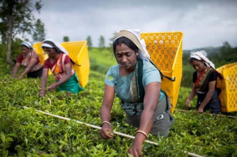 From Colombo: Kandy, Pinnawala and Tea Factory Full-Day Trip - An In-Depth Look at the Tour