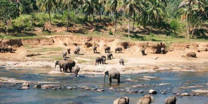 From Colombo: Kandy, Pinnawala and Tea Factory Full-Day Trip - Authentic Experiences and Practical Tips