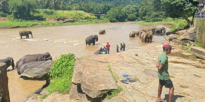 From Colombo: Kandy, Pinnawala and Tea Factory Full-Day Trip - Final Thoughts