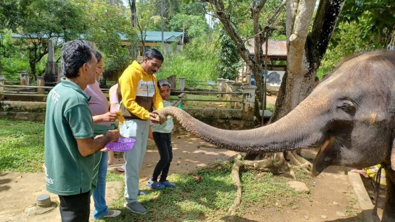 From Colombo: Kandy & Pinnawala & Tea Factory Full Day Trip - Final Thoughts: Who This Tour Is Perfect For