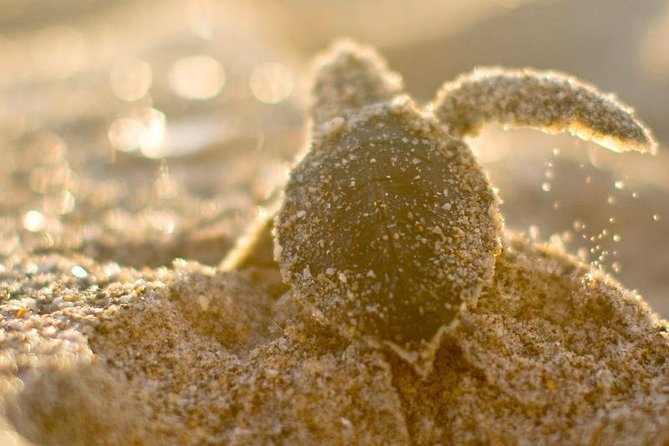 From Colombo/ Negambo - Southern SriLanka Day Trip - Who Should Consider This Tour?