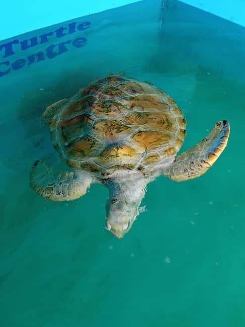 From Colombo/Negombo: Galle, Madu River, and Turtle Hatchery - Who Is This Tour Best For?