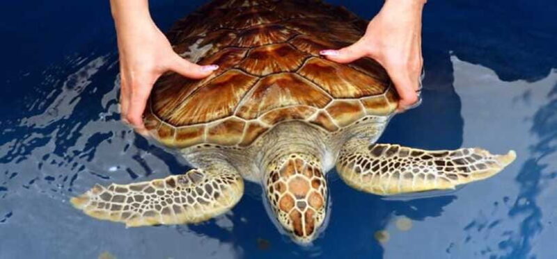 From Colombo/Negombo: Galle, Madu River, and Turtle Hatchery - Unawatuna and Traditional Fishing