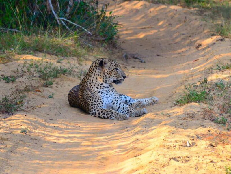 From Colombo/Negombo: Wilpattu National Park 4x4 Safari Tour - FAQs