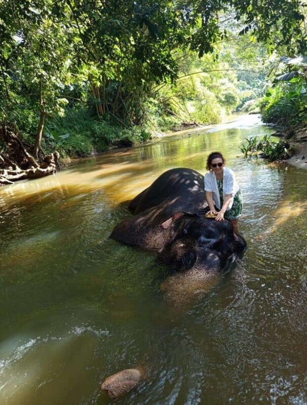 From Colombo or Negombo: Pinnawala, Kandy & Tea Factory Tour - What Makes This Tour Stand Out?