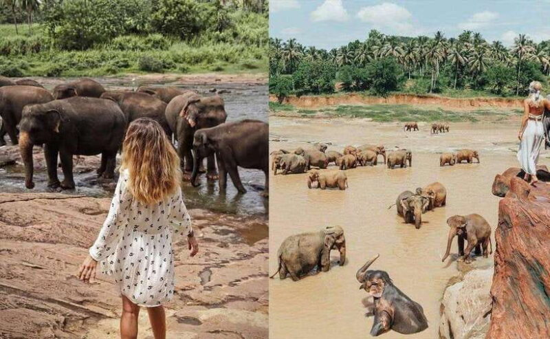 From Colombo: Pinnawala & Tea factory with Kandy Hotel Drop - Transportation and Comfort