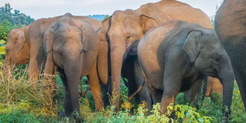 From Colombo: Private Minneriya National Park Day Safari - Key Points